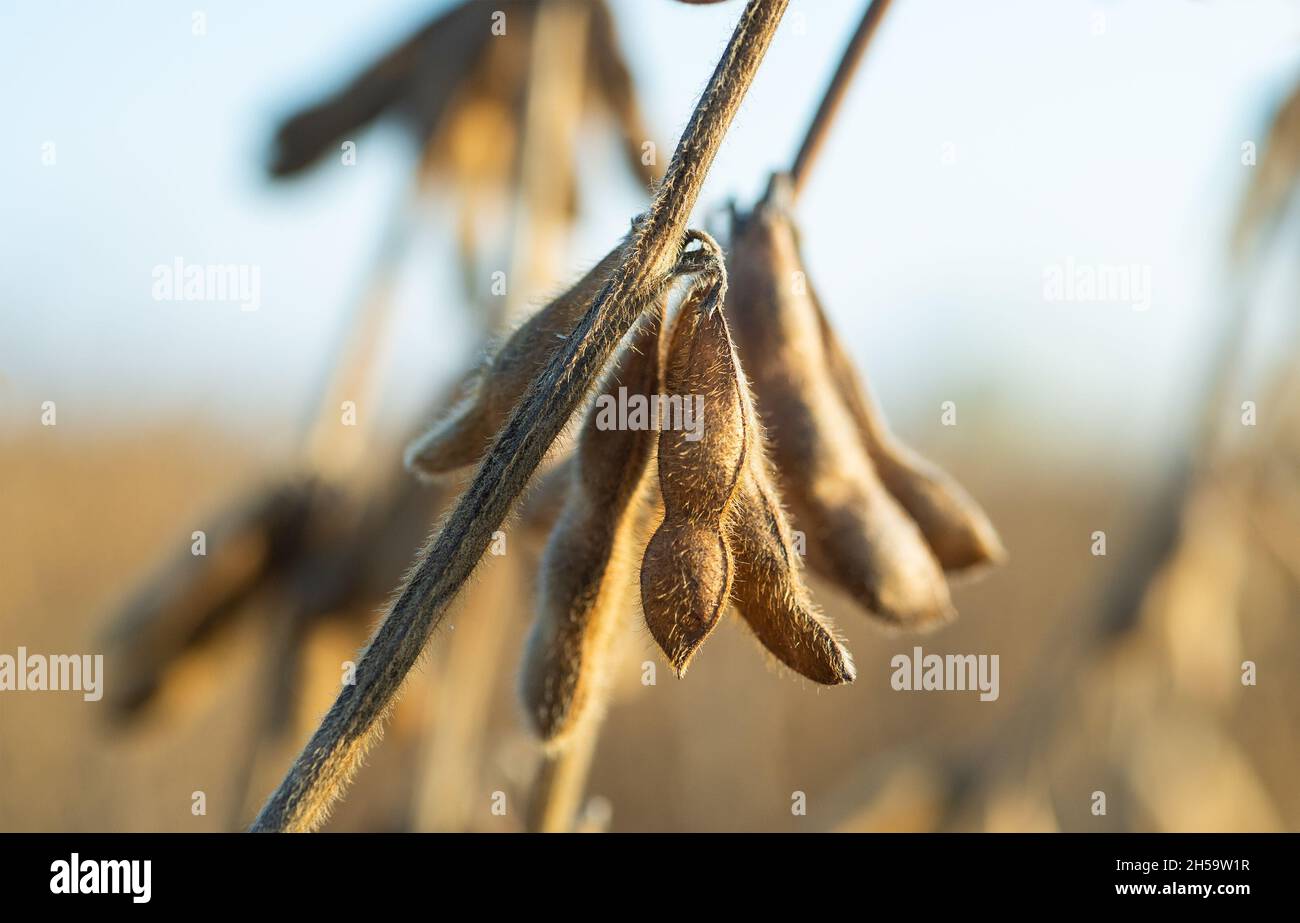 Soja feld -Fotos und -Bildmaterial in hoher Auflösung – Alamy