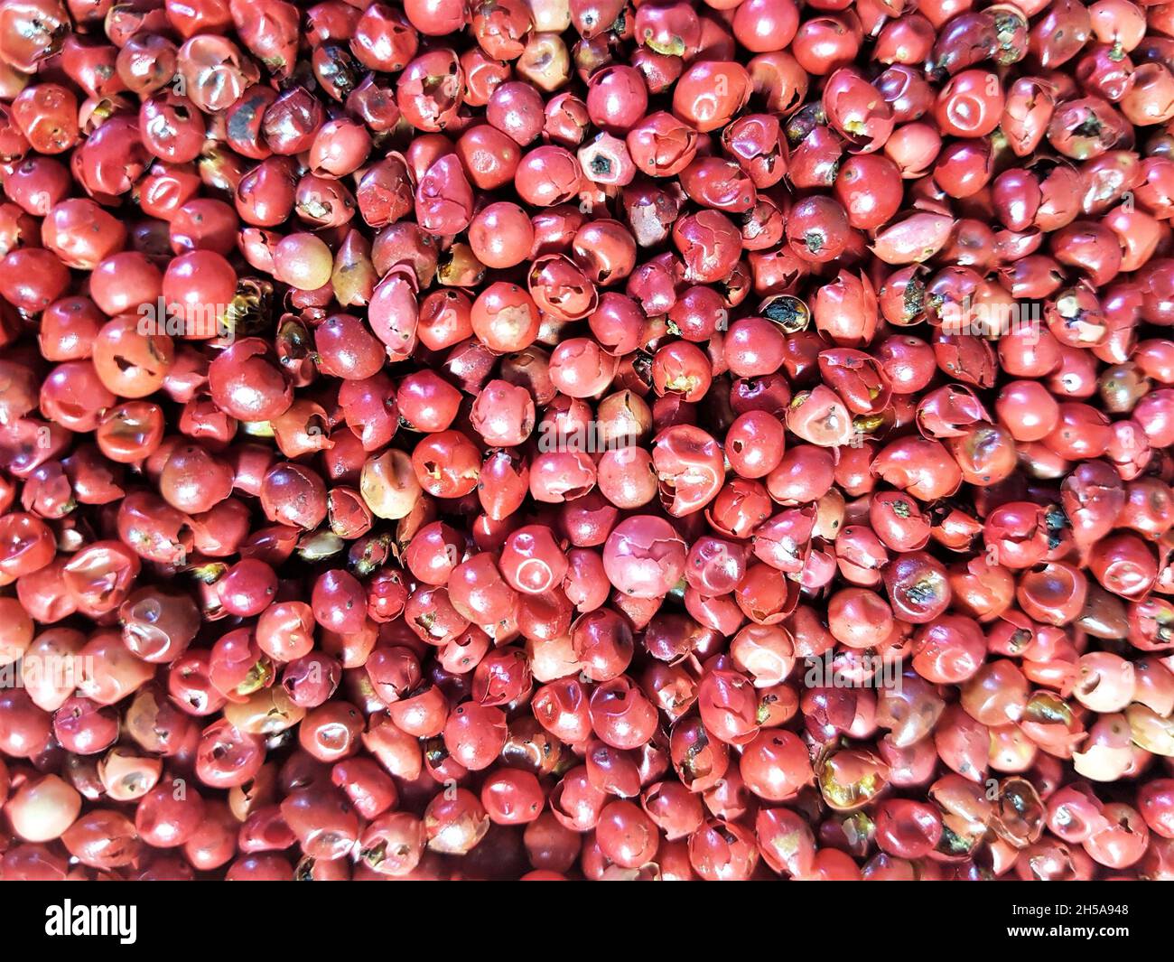 Anacardiaceae family -Fotos und -Bildmaterial in hoher Auflösung – Alamy