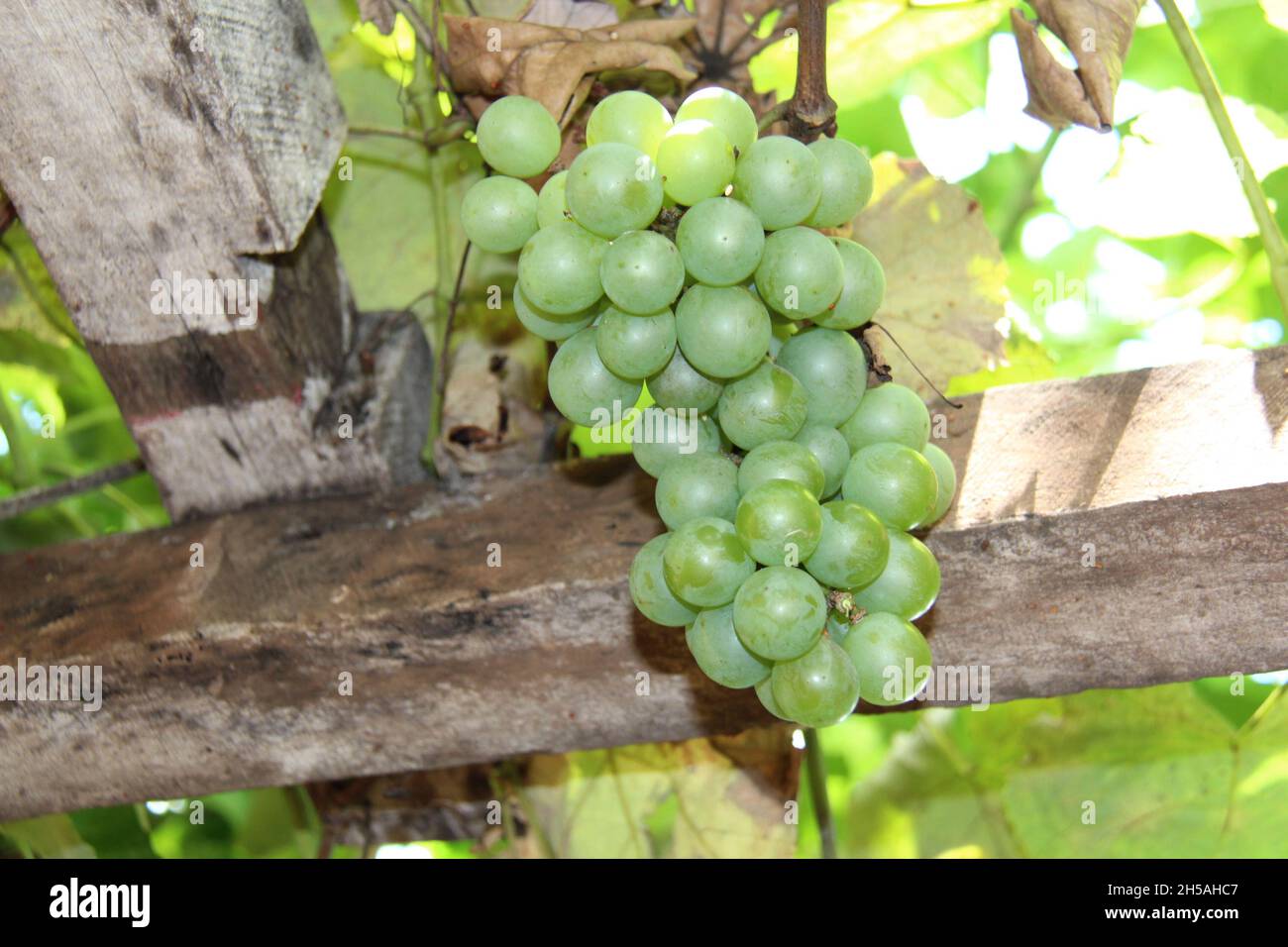 Vitaceae family -Fotos und -Bildmaterial in hoher Auflösung – Alamy