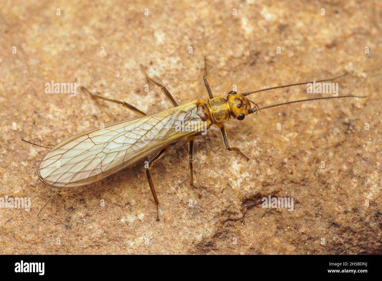 Gelbes sally isoperla grammatica -Fotos und -Bildmaterial in hoher ...