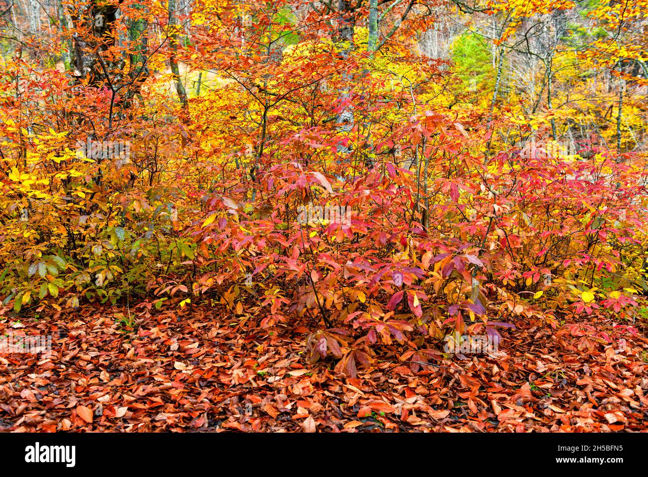 Unterholz im wald -Fotos und -Bildmaterial in hoher Auflösung – Alamy