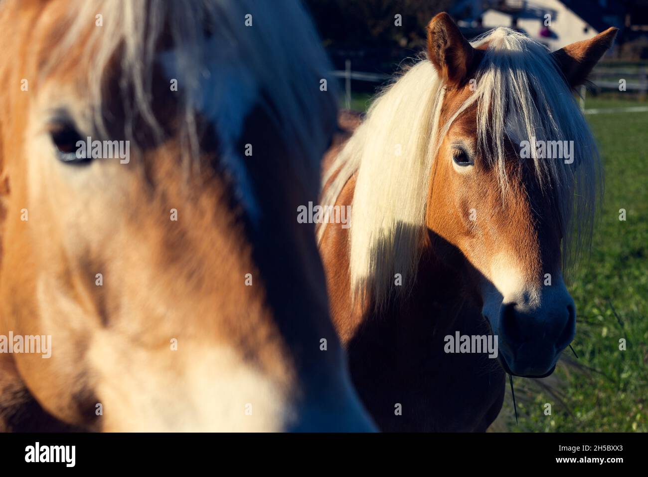 Haflinger pferdekopfportrait -Fotos und -Bildmaterial in hoher ...