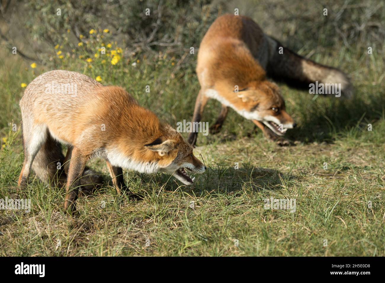 Europäischer Fuchs, Fuchs, Fuchs im Herbst, Füchse, doggy, Listiger ...