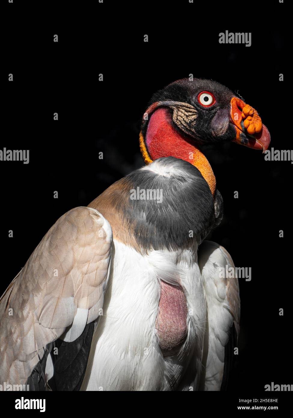 Geier portrait kopf ernte -Fotos und -Bildmaterial in hoher Auflösung ...