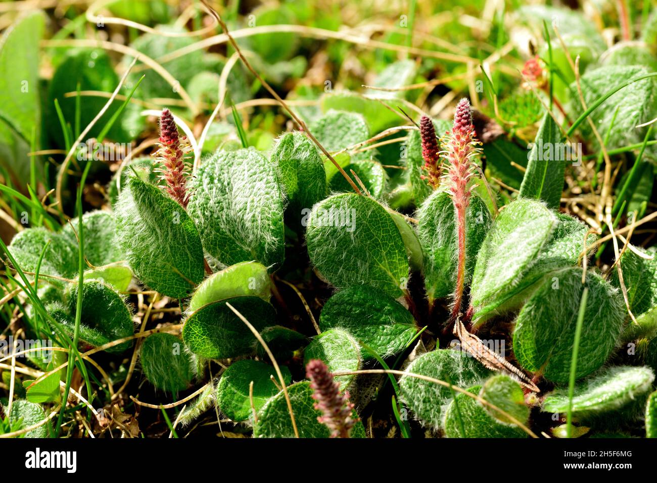 Weide salix reticulata -Fotos und -Bildmaterial in hoher Auflösung – Alamy