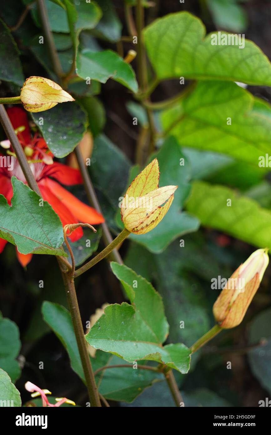 Tacsonia pubescens -Fotos und -Bildmaterial in hoher Auflösung – Alamy