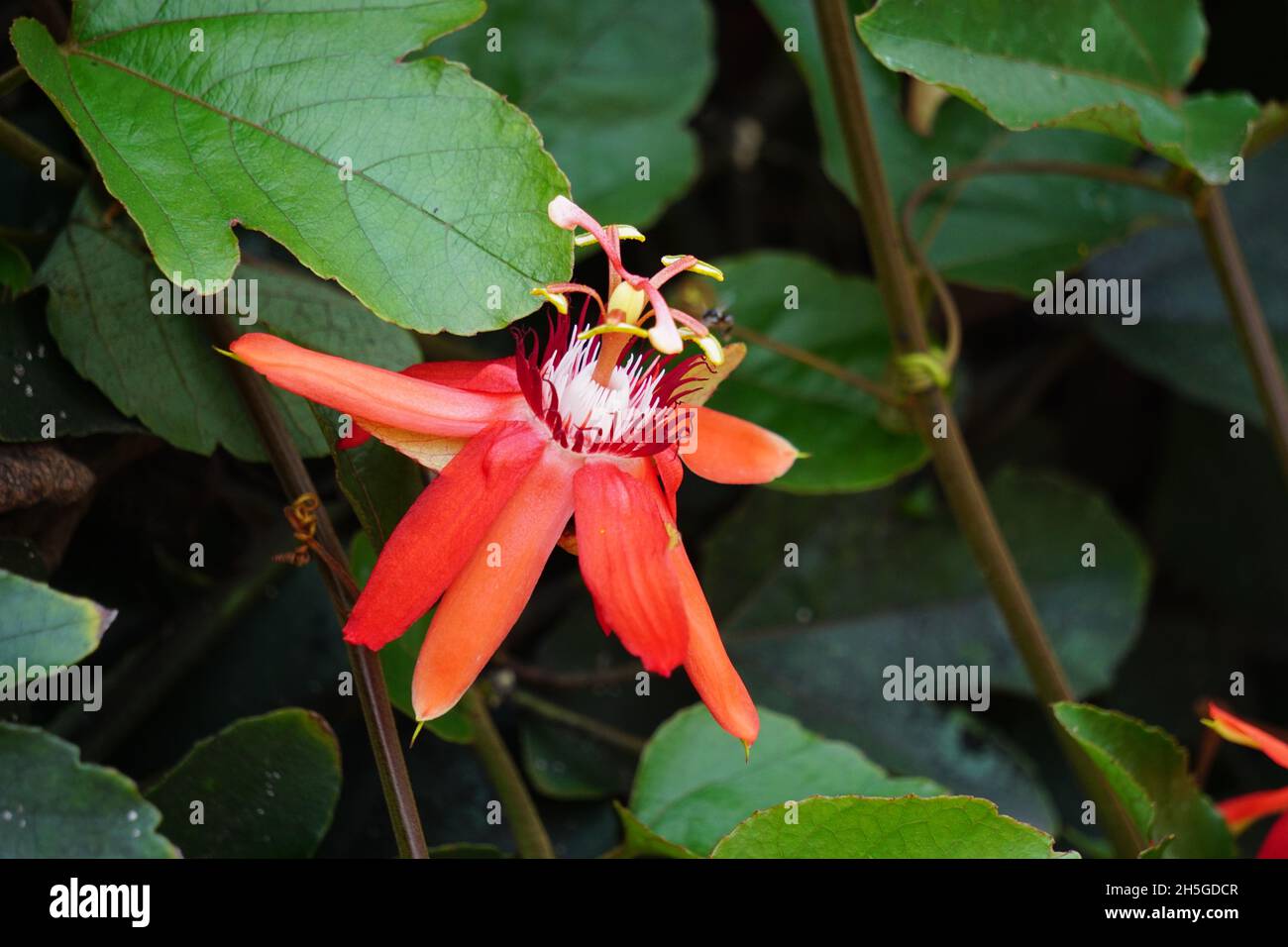 Tacsonia pubescens -Fotos und -Bildmaterial in hoher Auflösung – Alamy