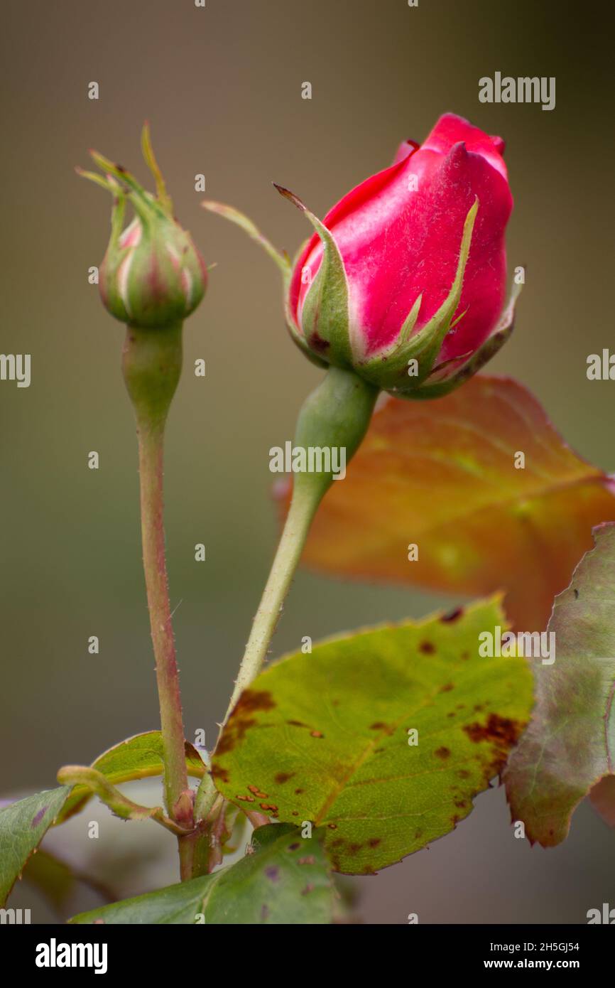 Closed bud red rose flower -Fotos und -Bildmaterial in hoher Auflösung ...