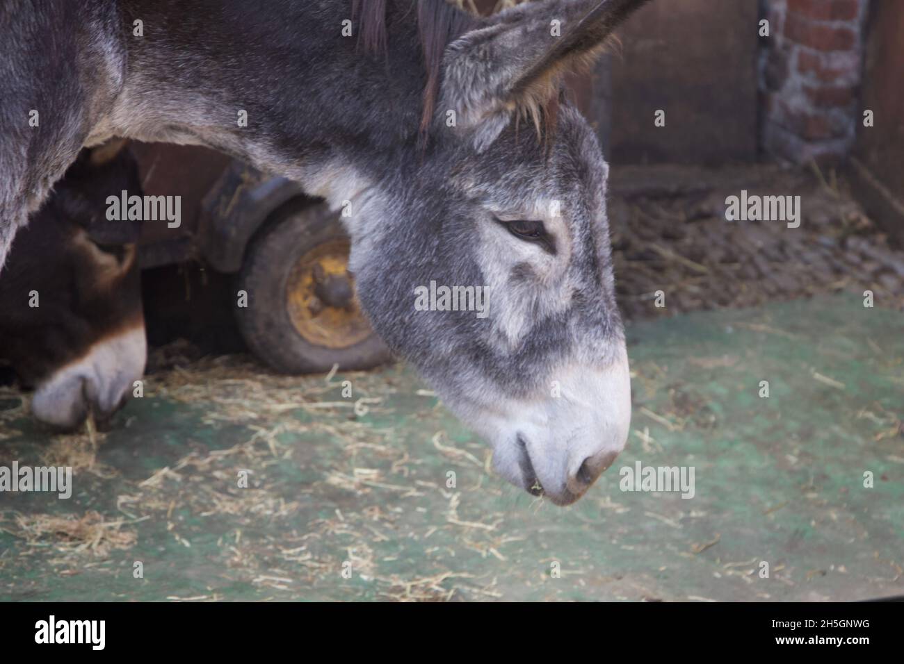 Farm esel -Fotos und -Bildmaterial in hoher Auflösung – Alamy