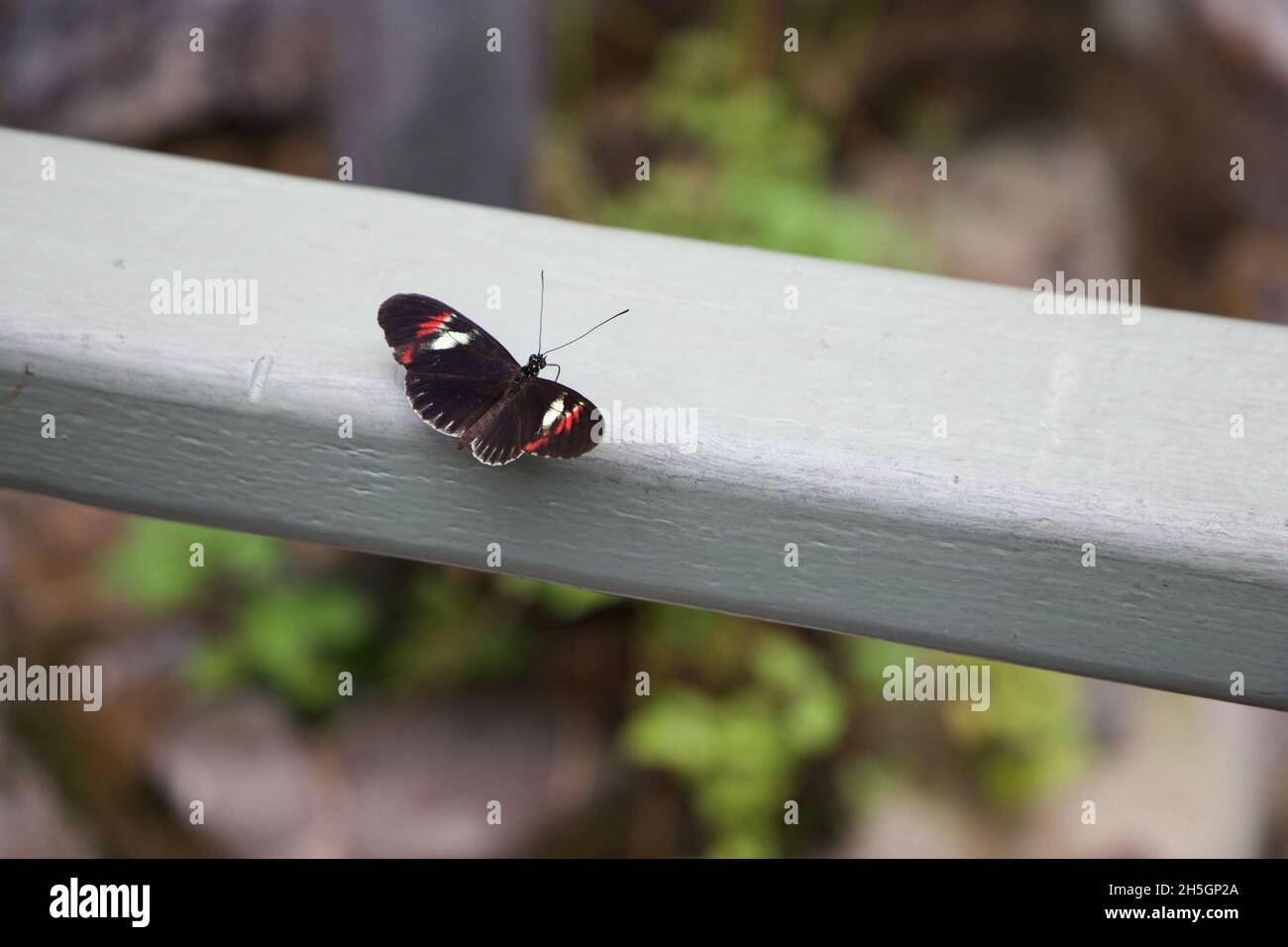 Parides lysander -Fotos und -Bildmaterial in hoher Auflösung – Alamy