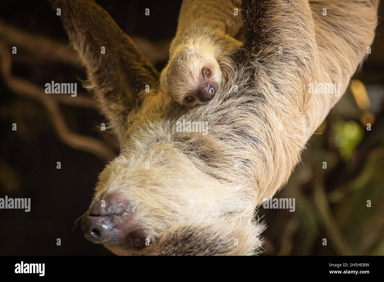 Marilyn faultier -Fotos und -Bildmaterial in hoher Auflösung – Alamy