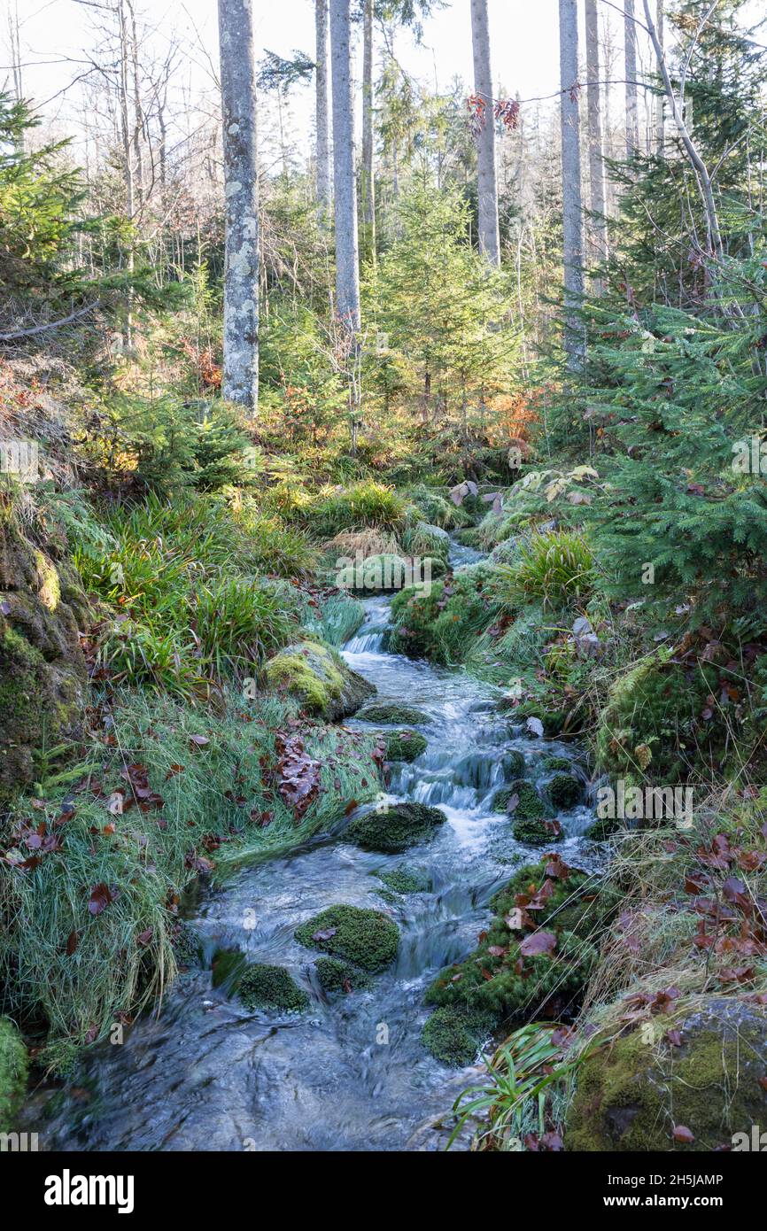 Wildbach im bayerischen wald -Fotos und -Bildmaterial in hoher ...