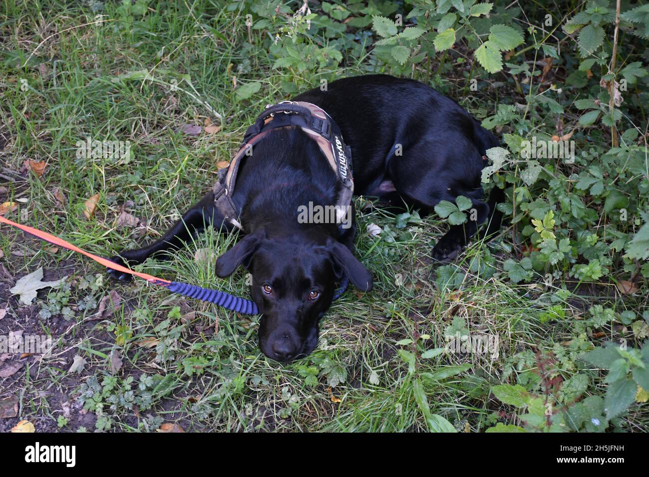 Bob schwarz -Fotos und -Bildmaterial in hoher Auflösung – Alamy