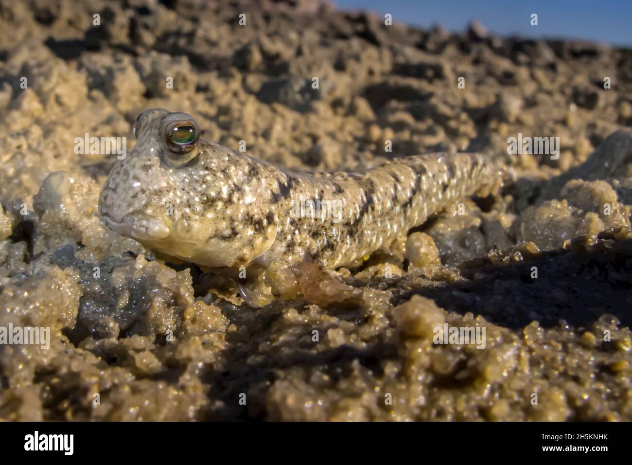 Schlammskipper fisch -Fotos und -Bildmaterial in hoher Auflösung – Alamy