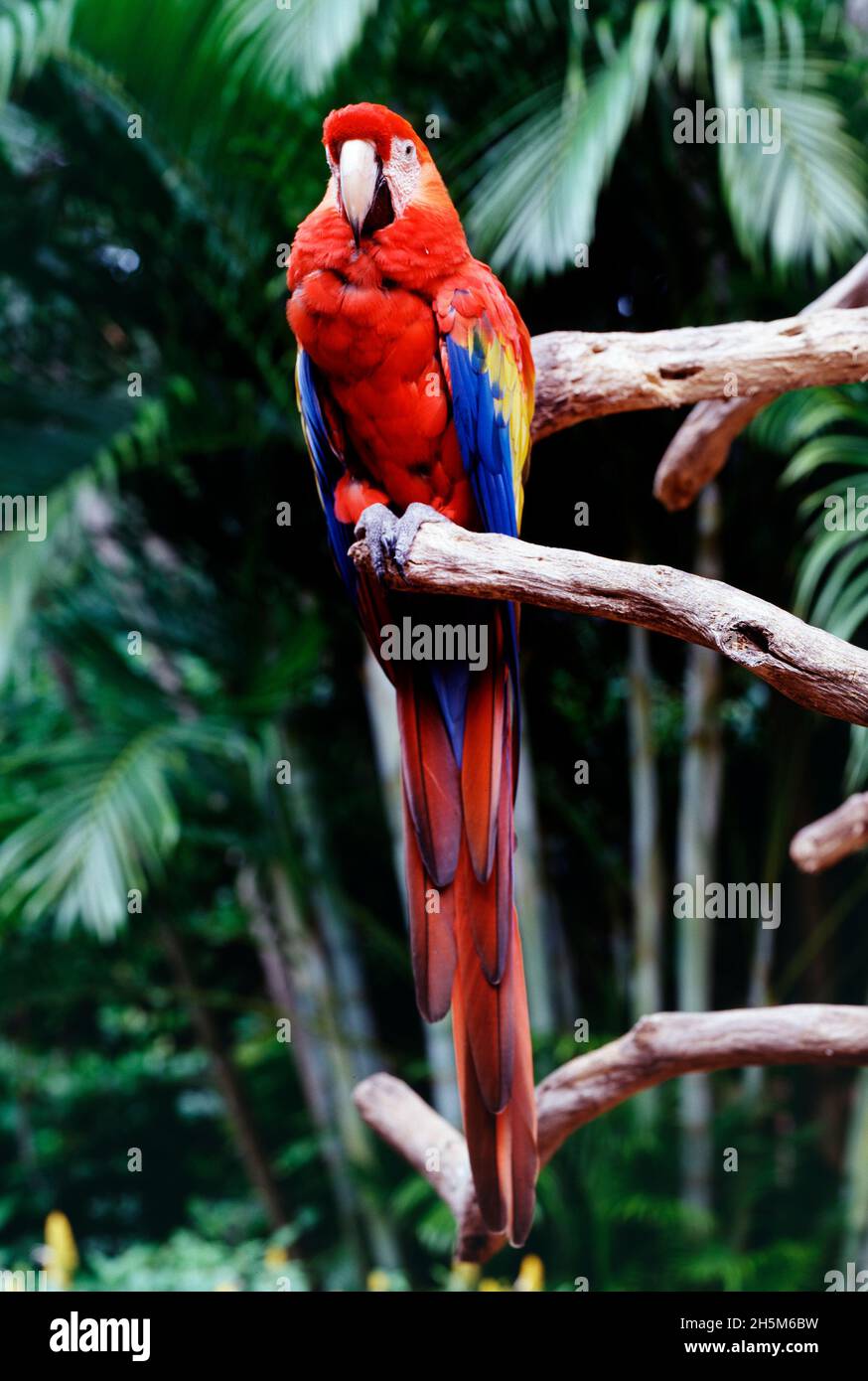 Parrot jungle -Fotos und -Bildmaterial in hoher Auflösung – Alamy
