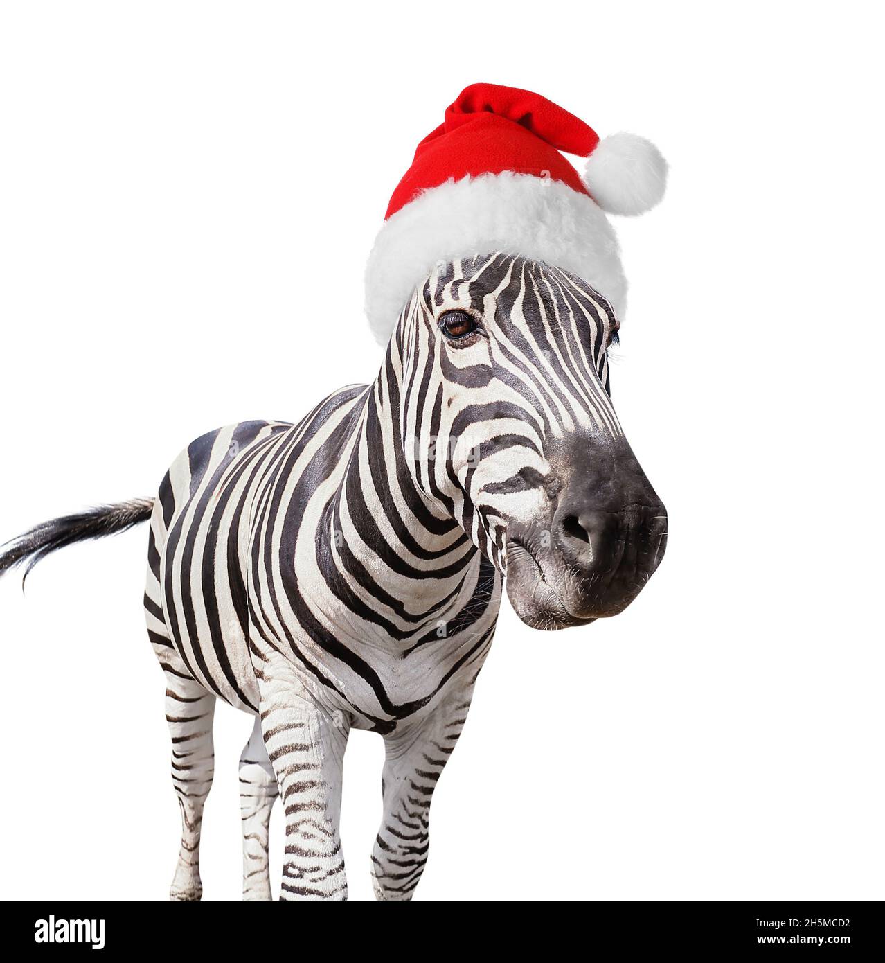 Niedliches Zebra im Weihnachtsmann-Hut auf weißem Hintergrund ...
