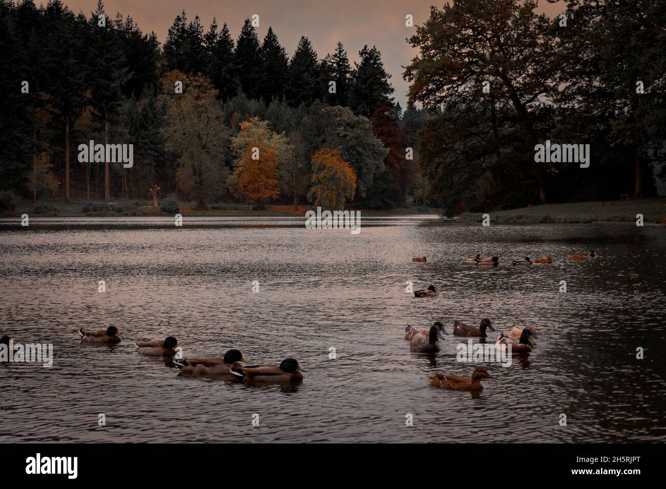 Lago di shearwater -Fotos und -Bildmaterial in hoher Auflösung – Alamy