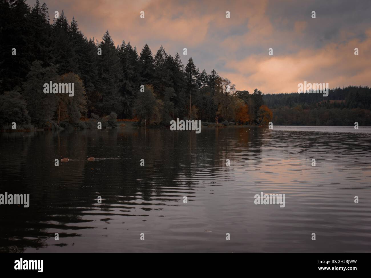 Lago di shearwater -Fotos und -Bildmaterial in hoher Auflösung – Alamy