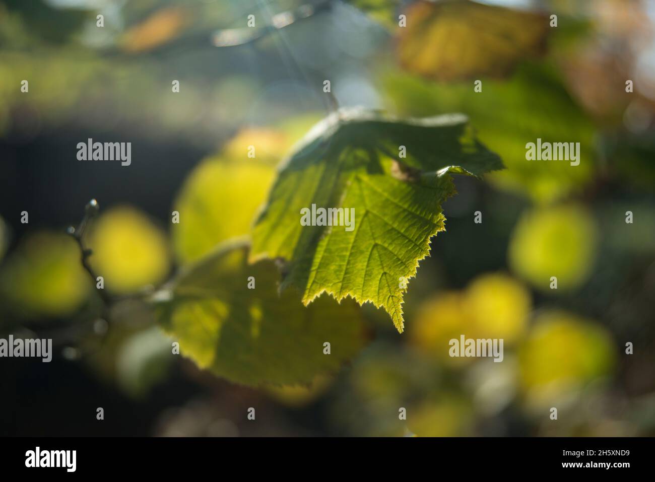 Haselnuss blatt -Fotos und -Bildmaterial in hoher Auflösung – Alamy