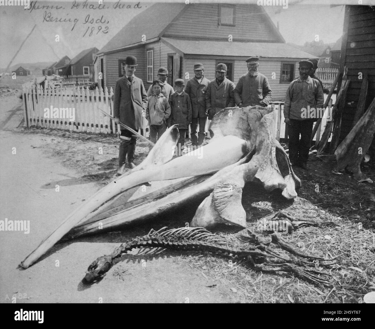 Pottwal kopf -Fotos und -Bildmaterial in hoher Auflösung – Alamy