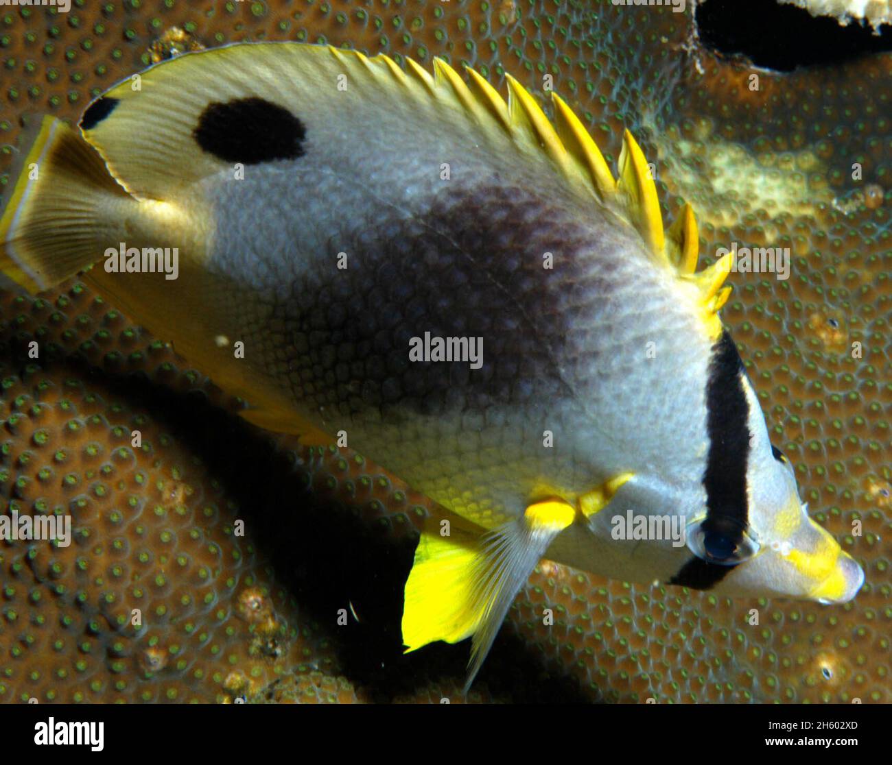 Chaetodon ocellatus Stockfotos und -bilder Kaufen - Alamy