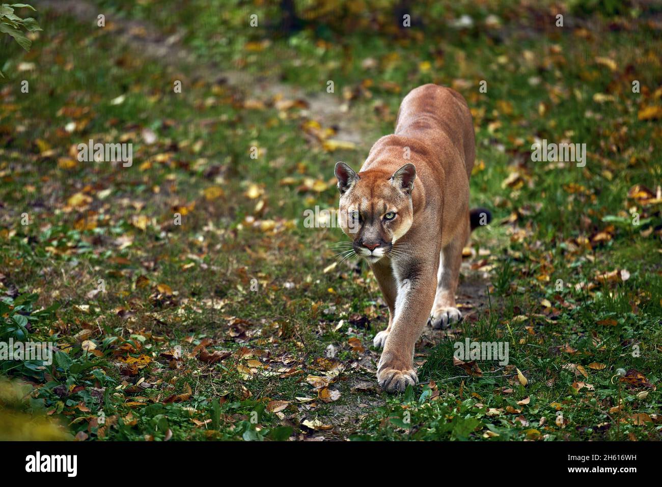 Portrait des schönen Puma im Herbstwald. American Cougar - Berglöwe ...