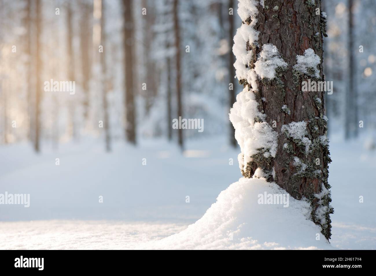 Borealer wald im winter -Fotos und -Bildmaterial in hoher Auflösung – Alamy Borealer wald im winter -Fotos und -Bildmaterial in hoher Auflösung – Alamy