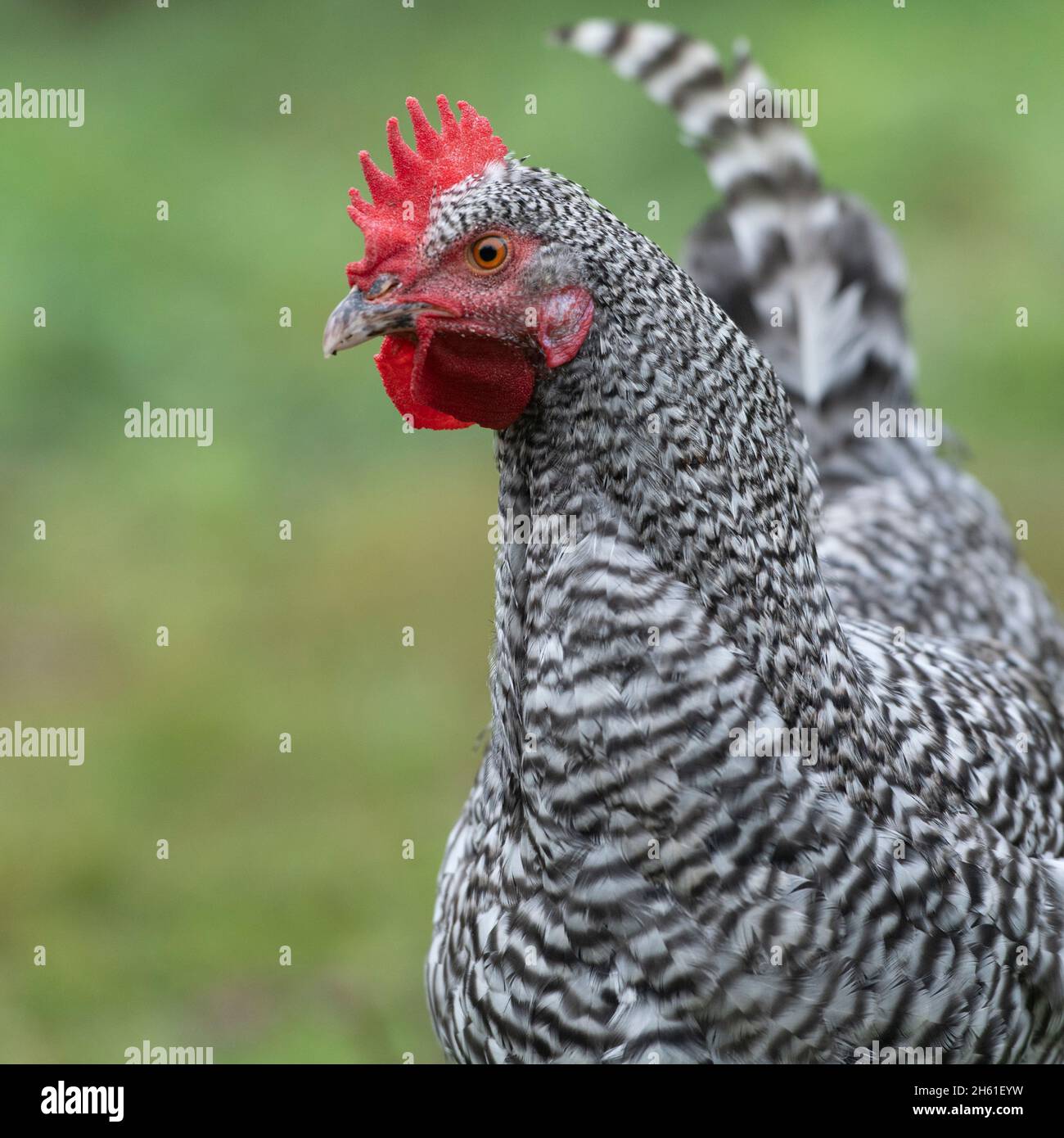 Maran chicken -Fotos und -Bildmaterial in hoher Auflösung – Alamy