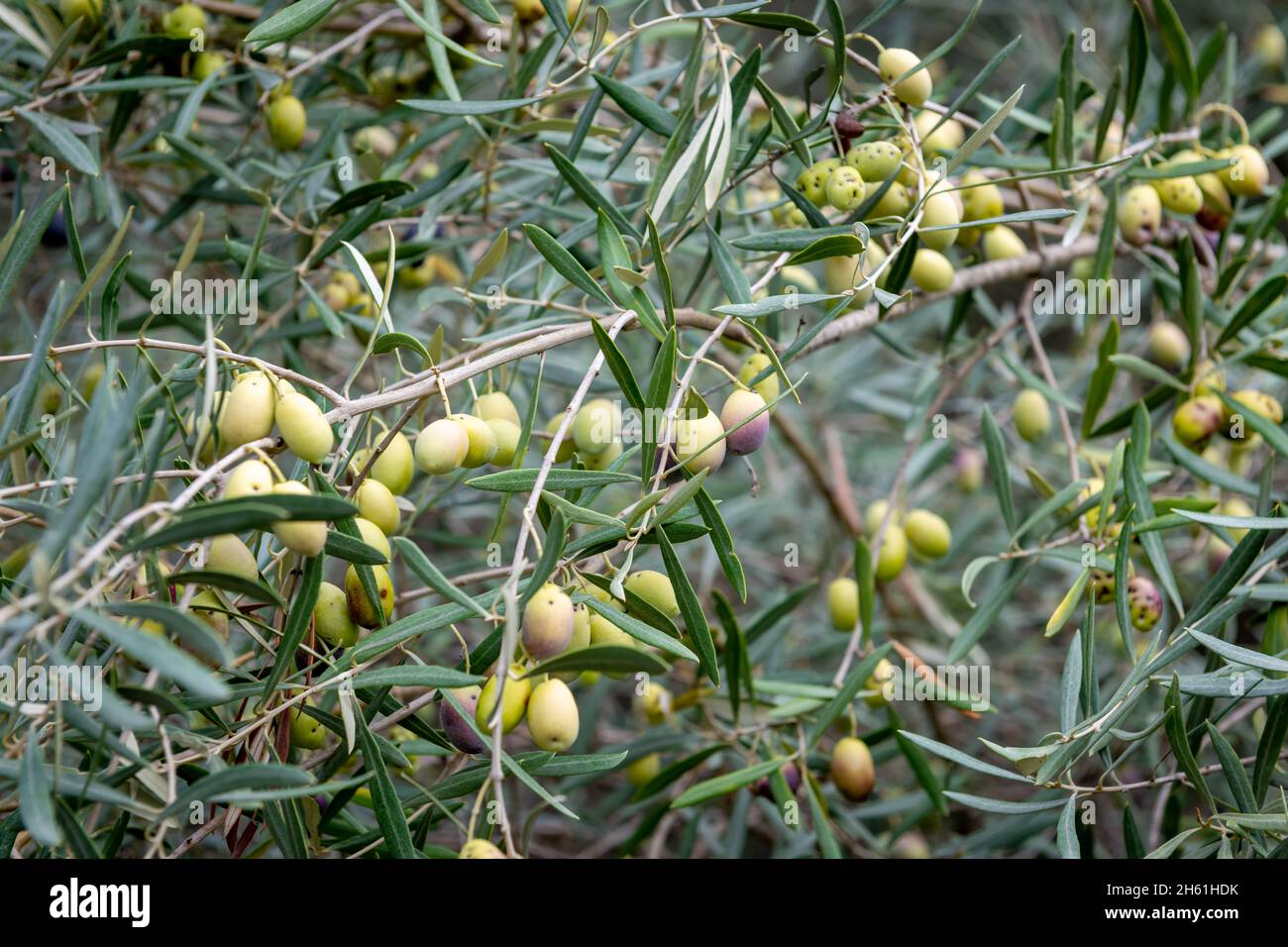 Reifer olivenbaum -Fotos und -Bildmaterial in hoher Auflösung – Alamy