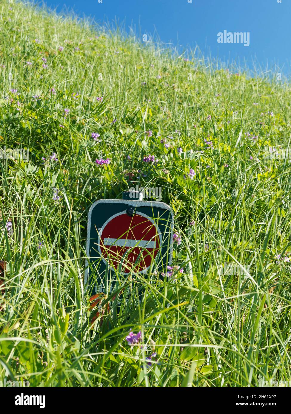 kanada, Dünengras, Golf von St. lawrence, natürliche Regeneration ...