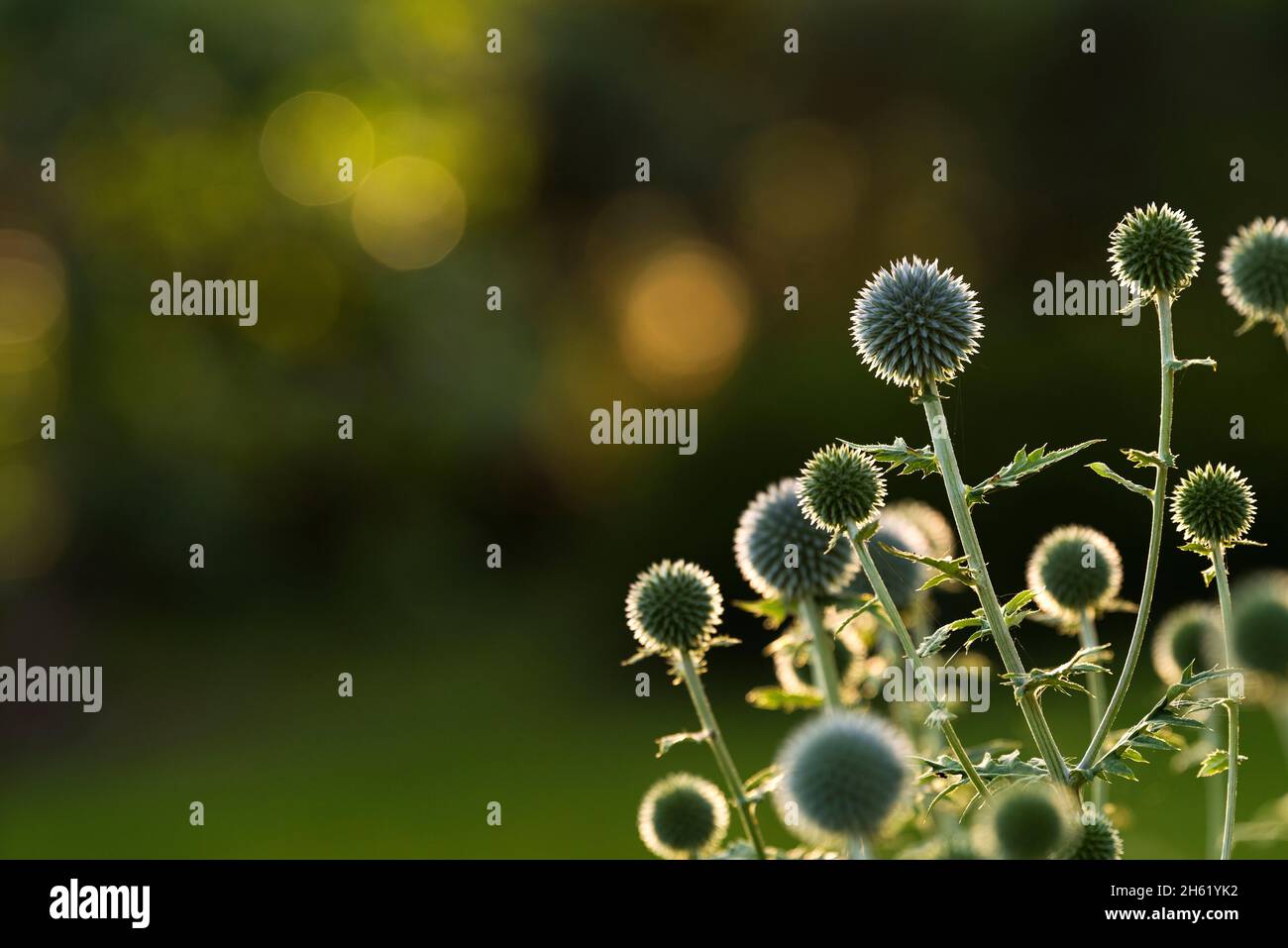 Kugeldistel echinops im gegenlicht -Fotos und -Bildmaterial in hoher ...