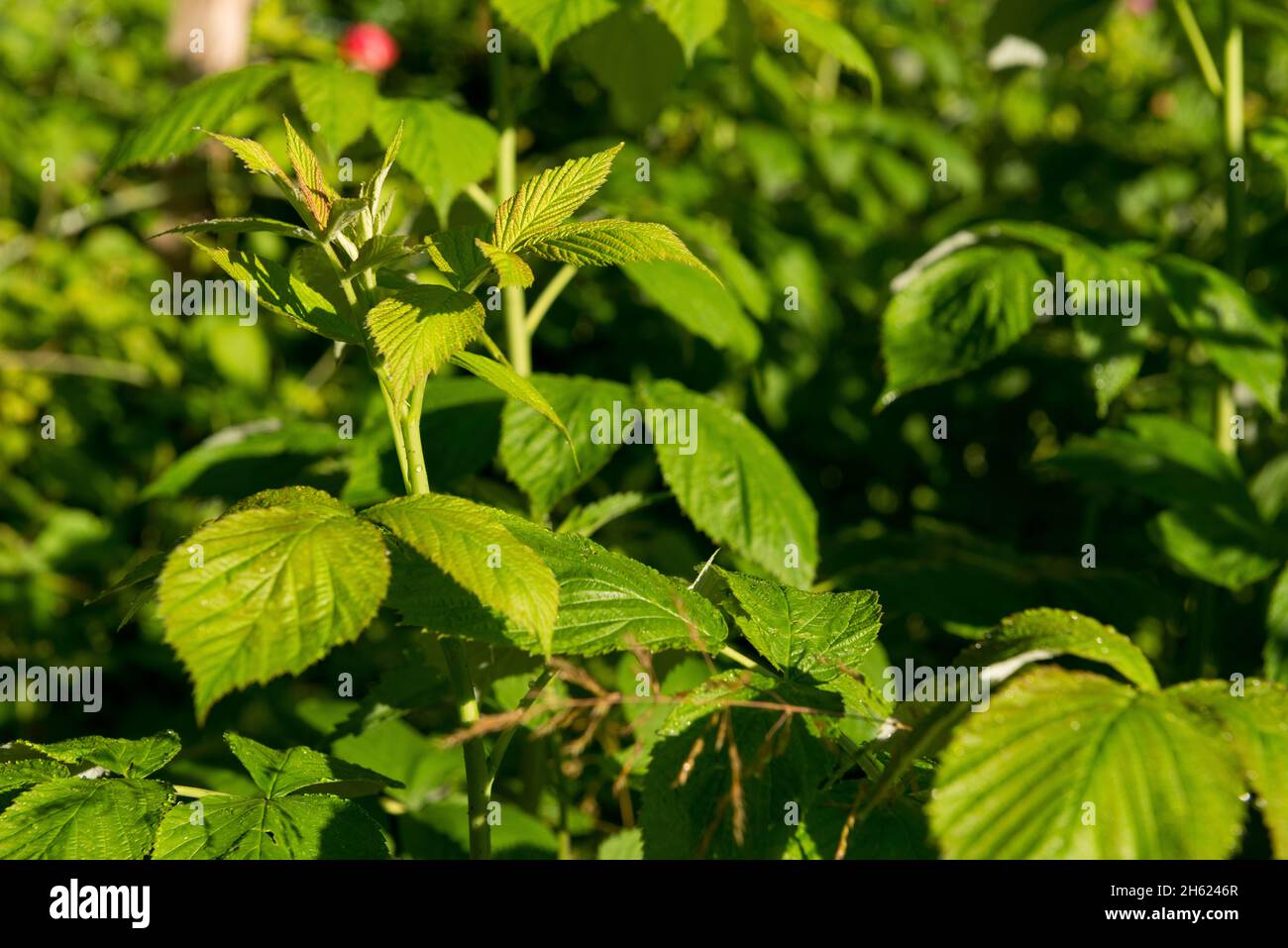 Garten bauerngarten -Fotos und -Bildmaterial in hoher Auflösung – Alamy