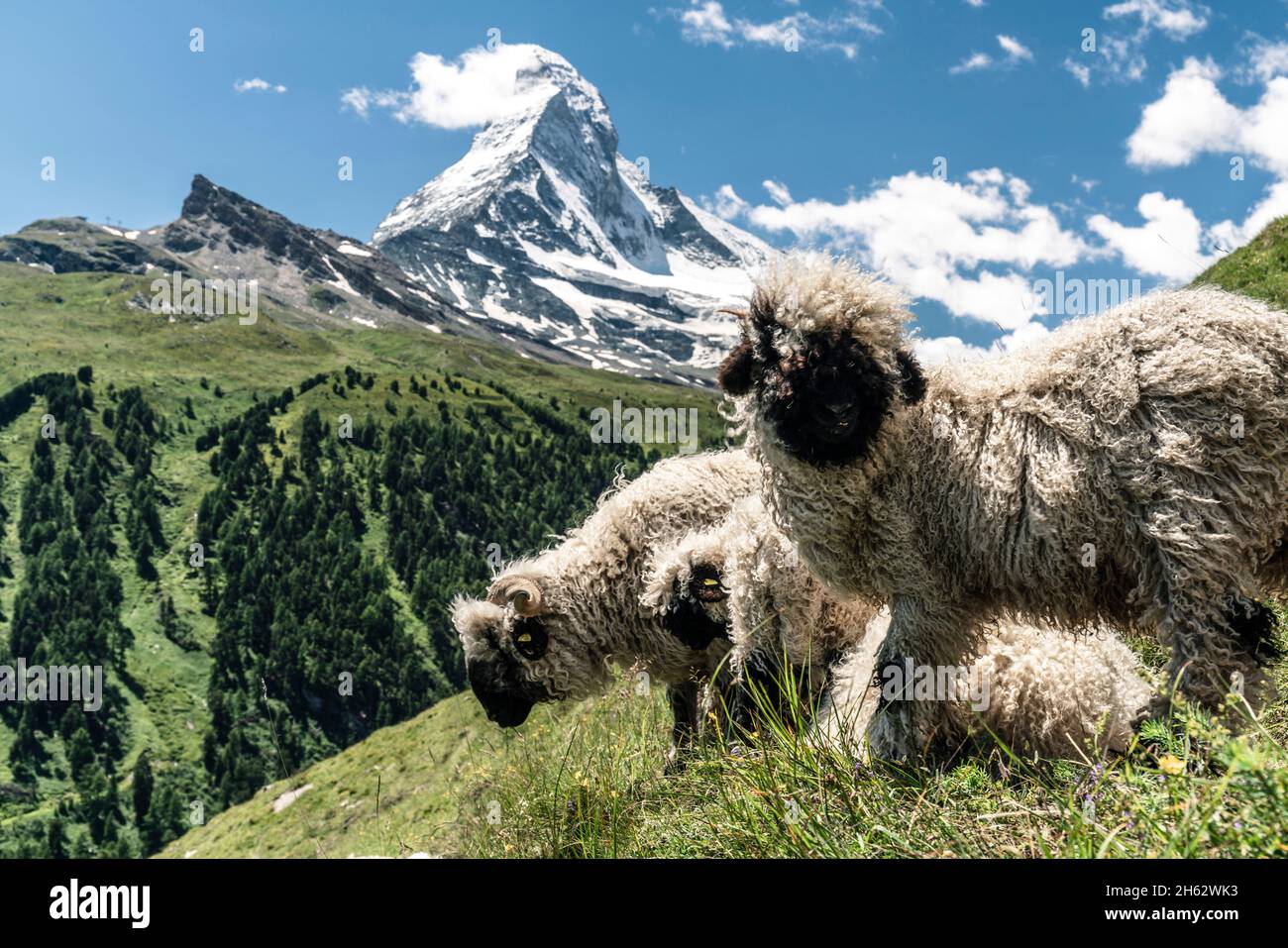 Walliser Schafe Stockfotos und -bilder Kaufen - Alamy