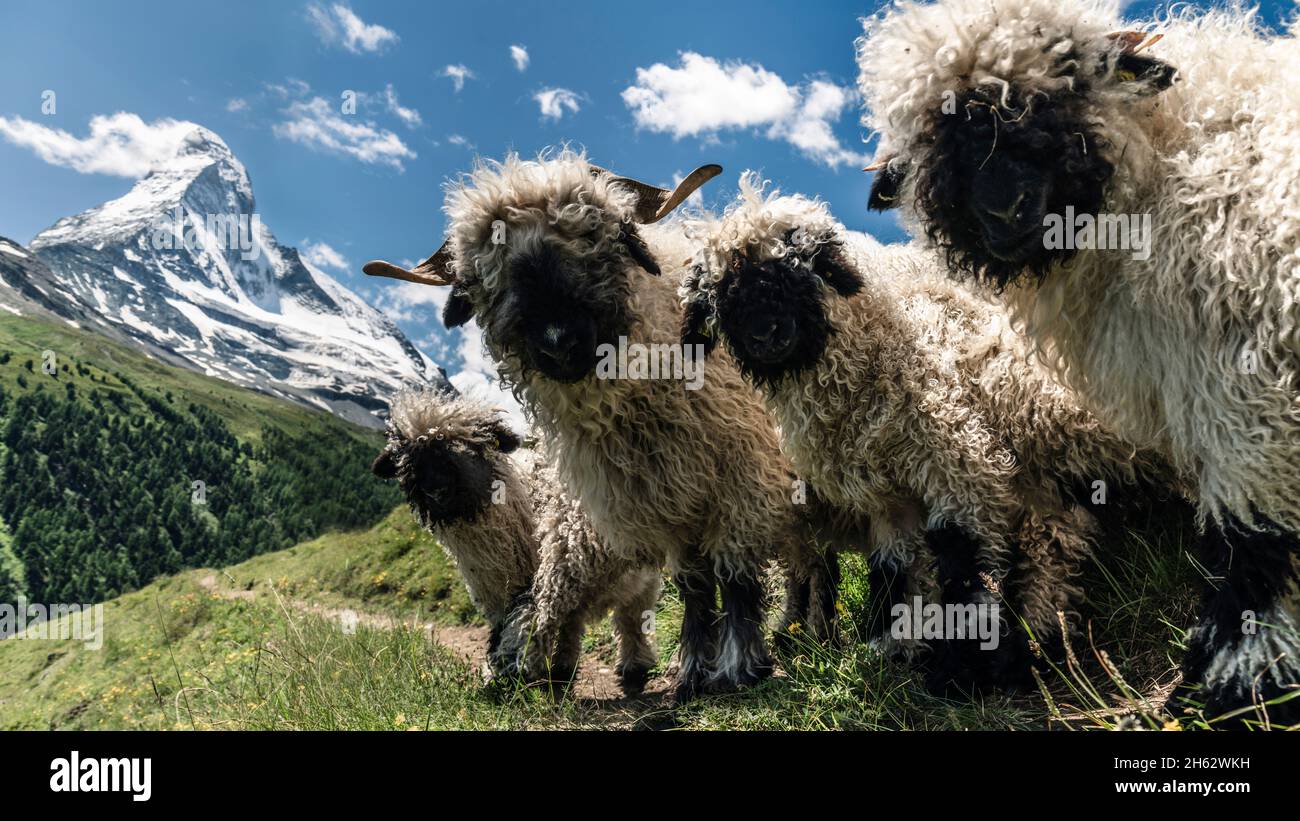 Walliser schafe -Fotos und -Bildmaterial in hoher Auflösung – Alamy