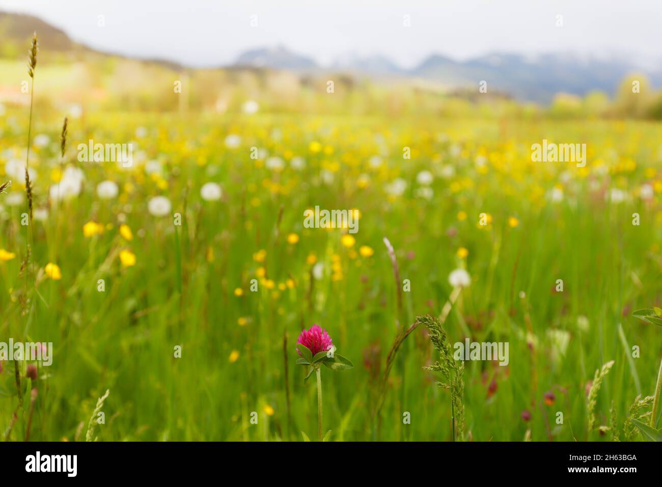 Bunte alpine wiese der wilden blume deutschland -Fotos und ...