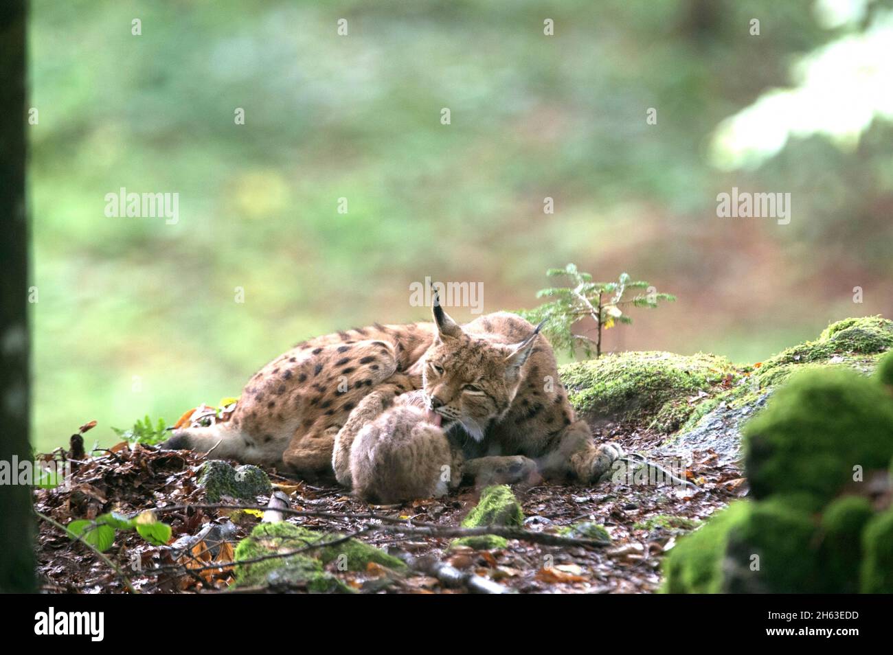 Rote luchse -Fotos und -Bildmaterial in hoher Auflösung – Alamy