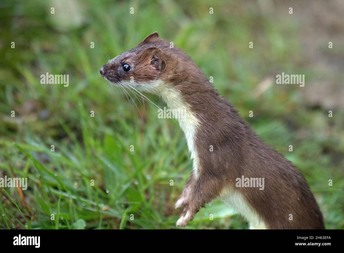 Rotes wiesel -Fotos und -Bildmaterial in hoher Auflösung – Alamy