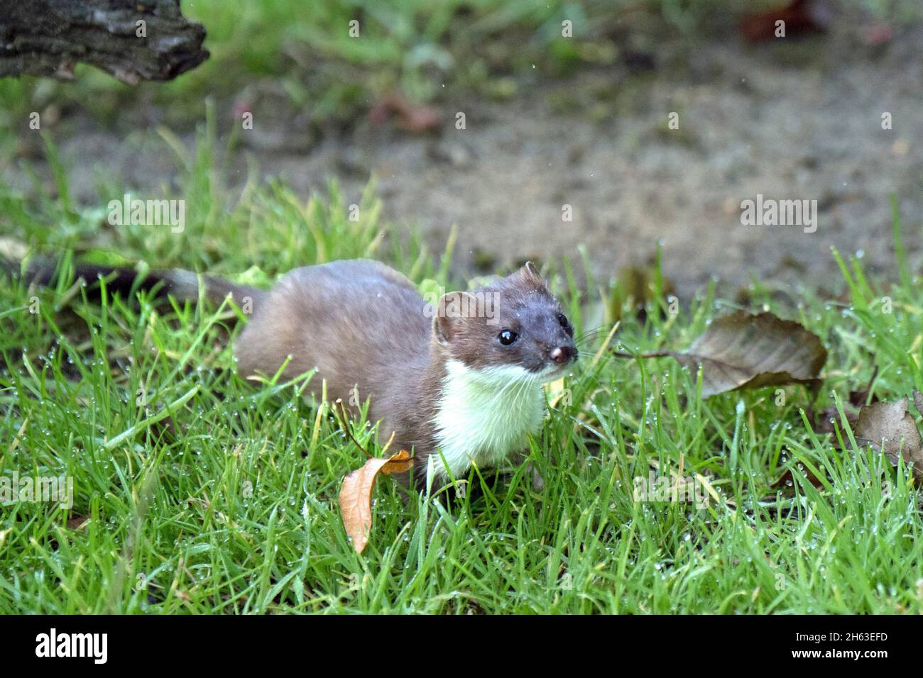 Rotes wiesel -Fotos und -Bildmaterial in hoher Auflösung – Alamy