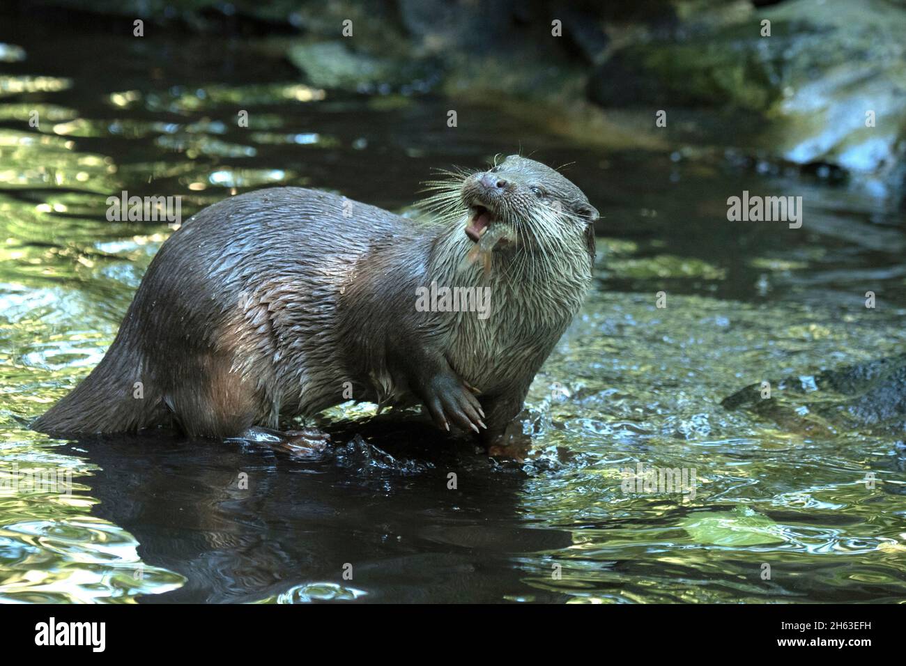 Otter with prey -Fotos und -Bildmaterial in hoher Auflösung – Alamy