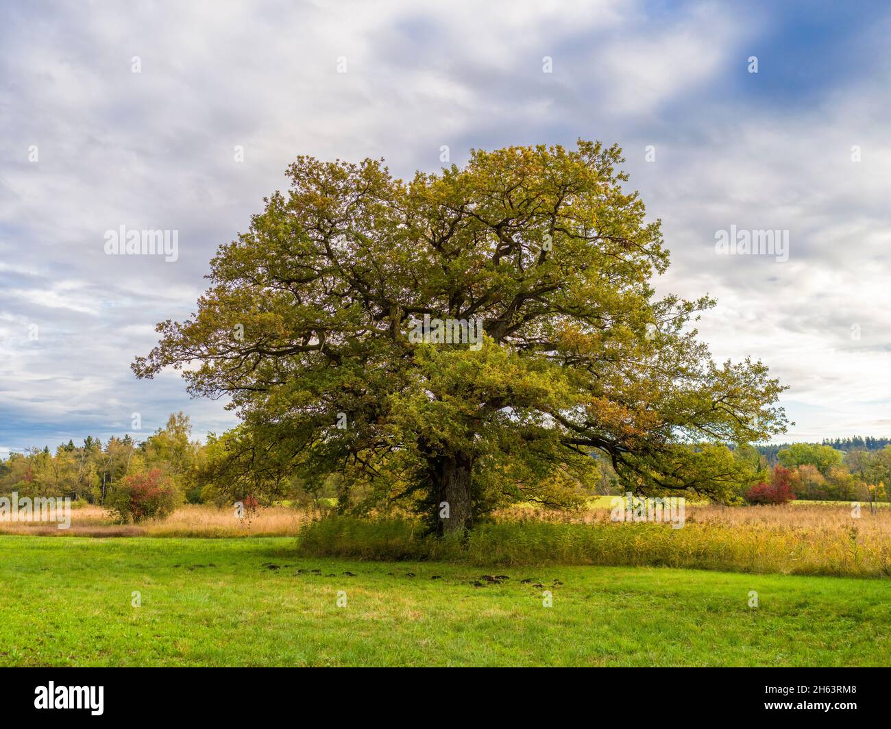 Freistehender Laubbaum Stockfotos und -bilder Kaufen - Alamy