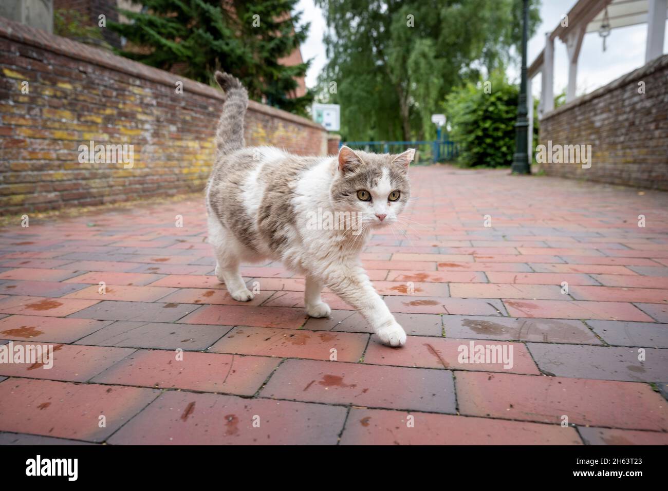 Katze schleicht sich -Fotos und -Bildmaterial in hoher Auflösung – Alamy
