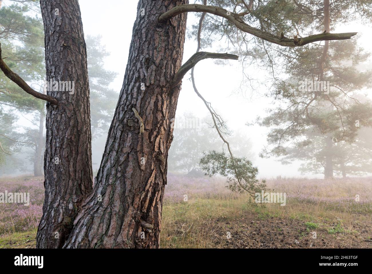 Stamm einer Kiefer, Kiefernwald und blühende Heide in der behringer ...