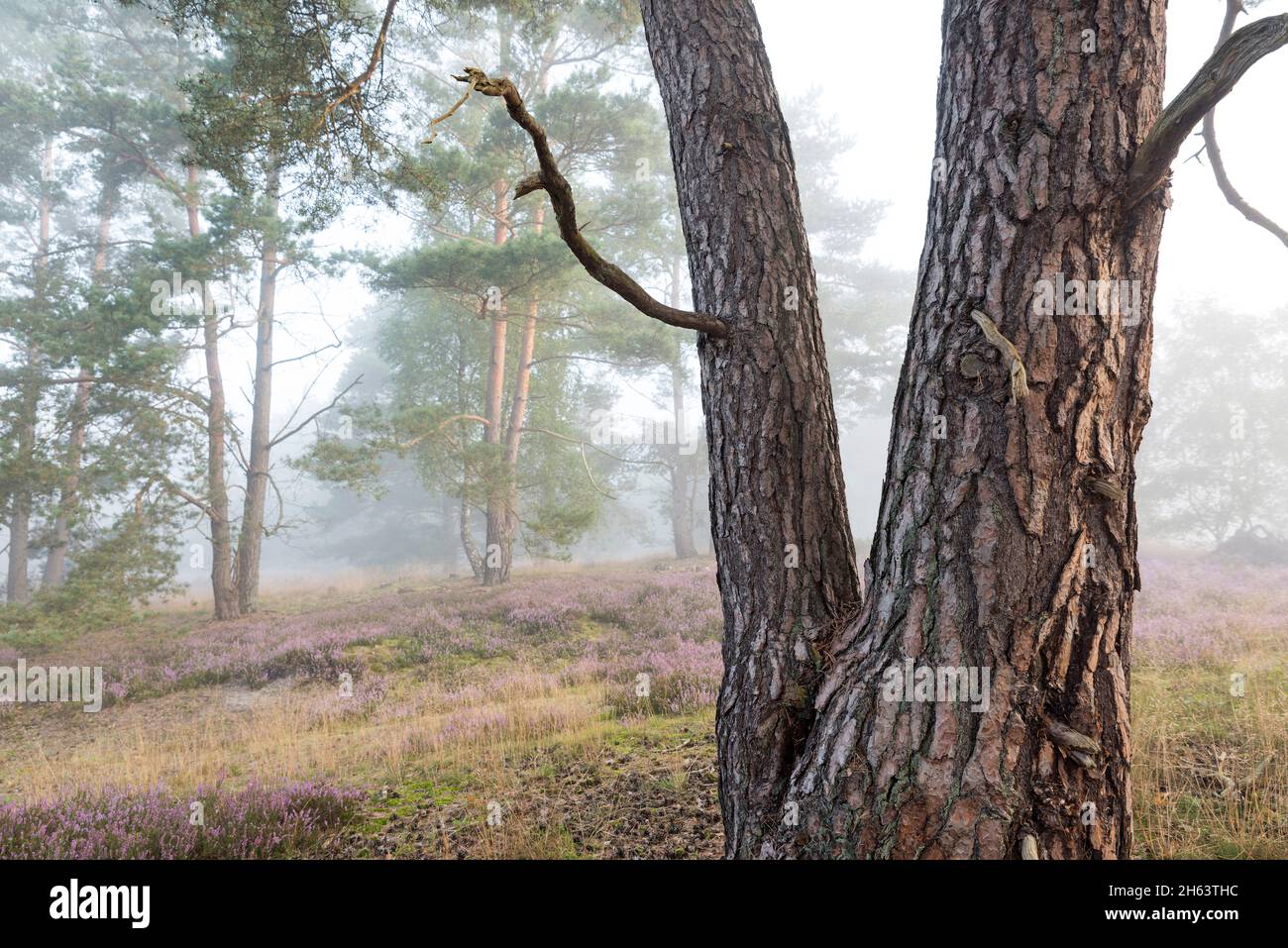 Stamm einer Kiefer, Kiefernwald und blühende Heide in der behringer ...