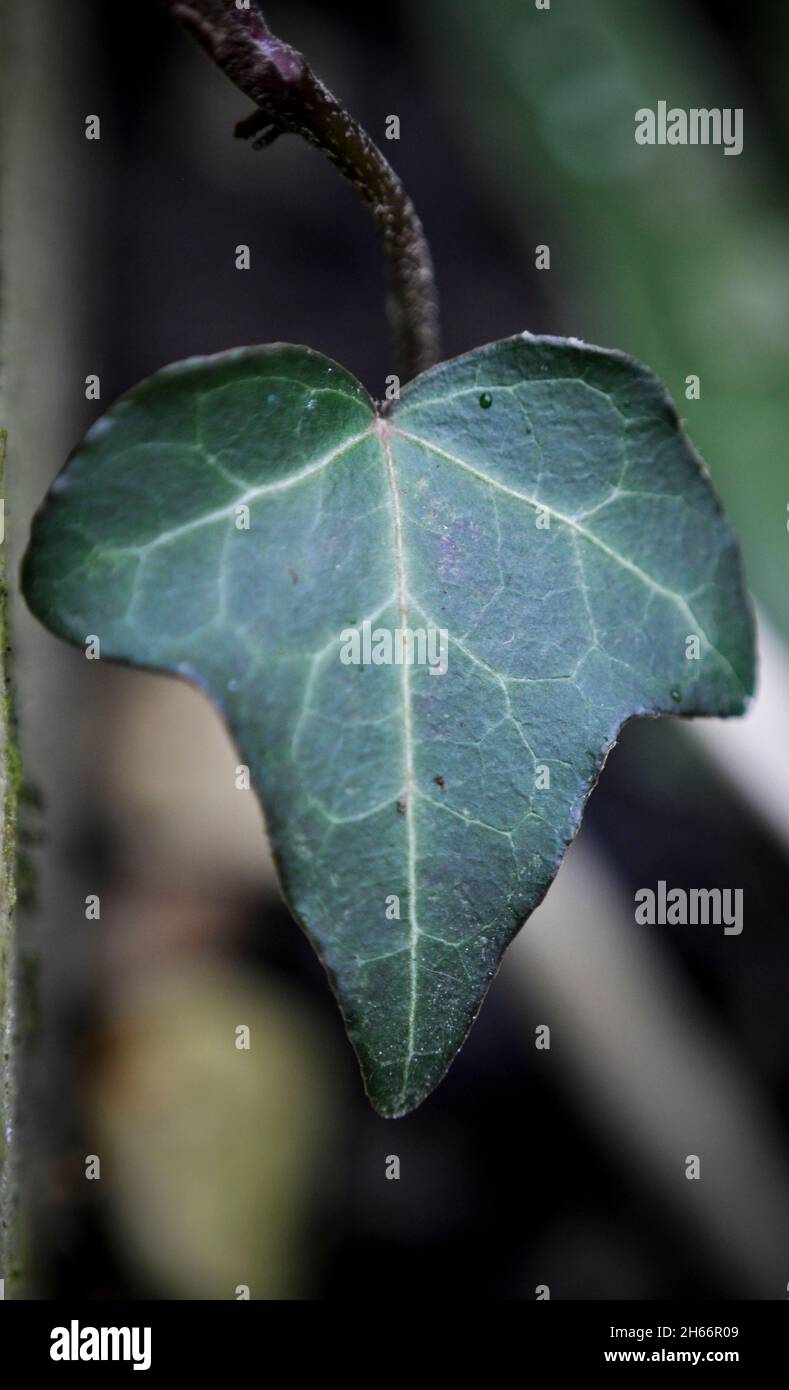 Hedera Helix Blatt Stockfotos und -bilder Kaufen - Alamy