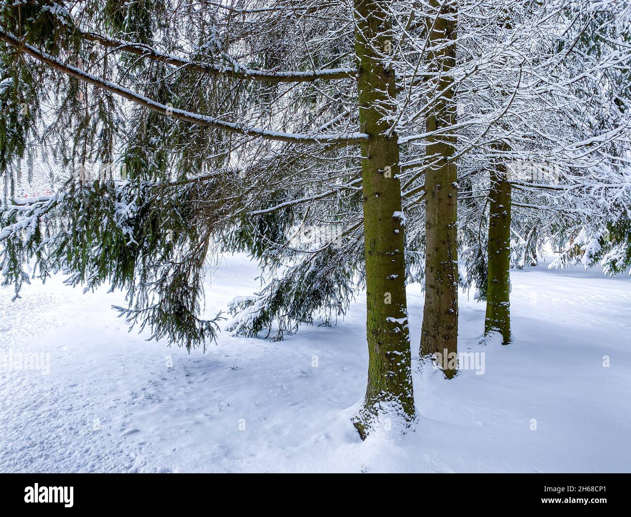 Tannenbaum schnee -Fotos und -Bildmaterial in hoher Auflösung – Alamy