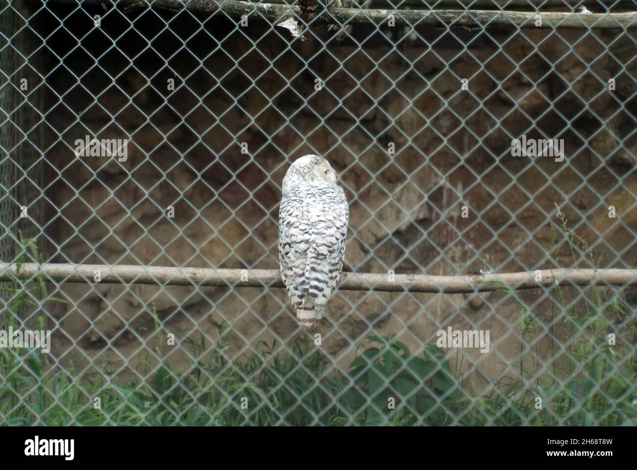 Eule in der voliere -Fotos und -Bildmaterial in hoher Auflösung – Alamy