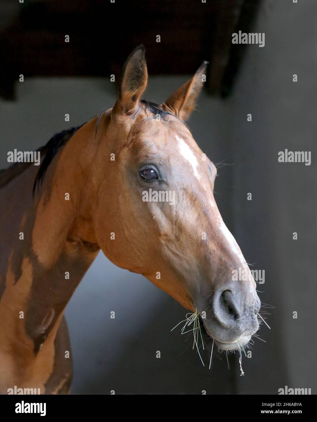 Pferde stehen im pferdebox -Fotos und -Bildmaterial in hoher Auflösung ...