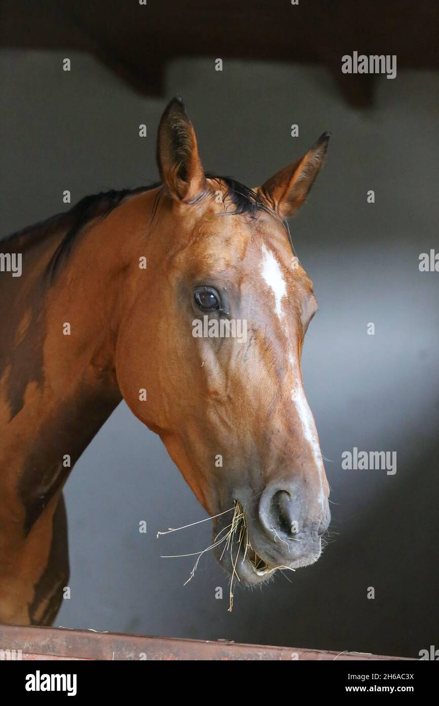Pferde stehen im pferdebox -Fotos und -Bildmaterial in hoher Auflösung ...