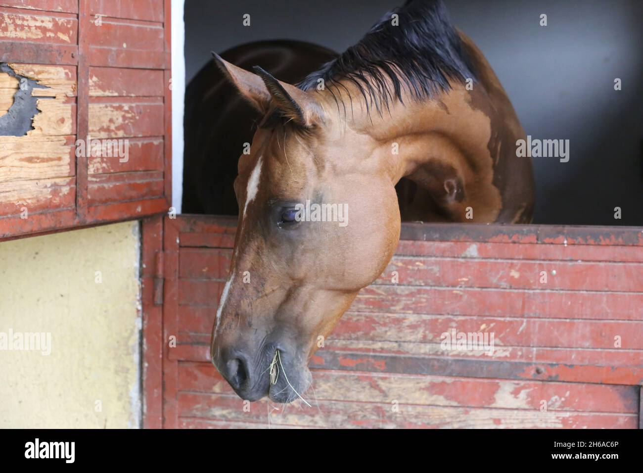 Pferde stehen im pferdebox -Fotos und -Bildmaterial in hoher Auflösung ...