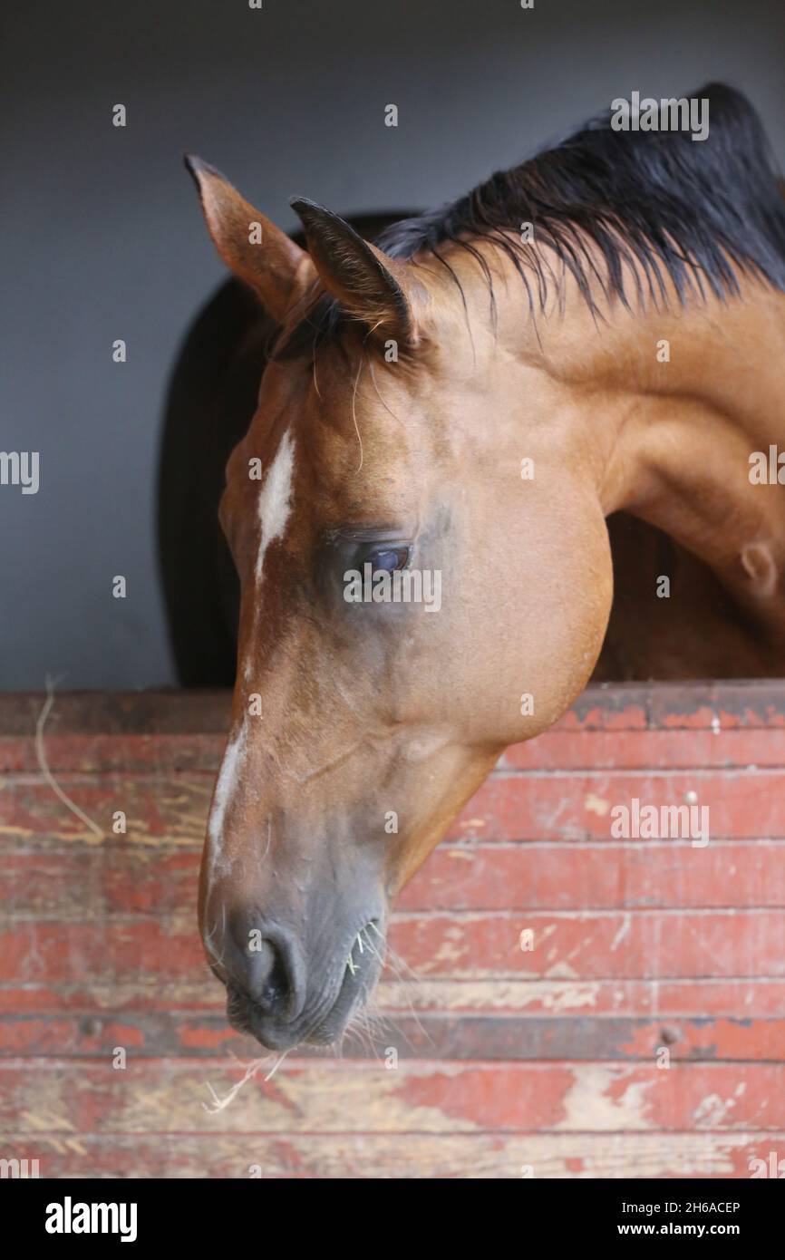 Pferde stehen im pferdebox -Fotos und -Bildmaterial in hoher Auflösung ...